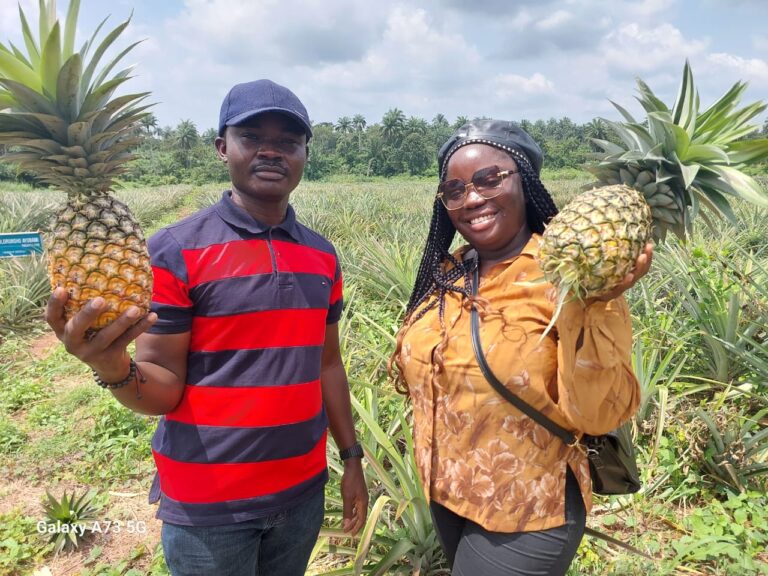 Value Chain in Pineapple Farming | Davidorlah Farms